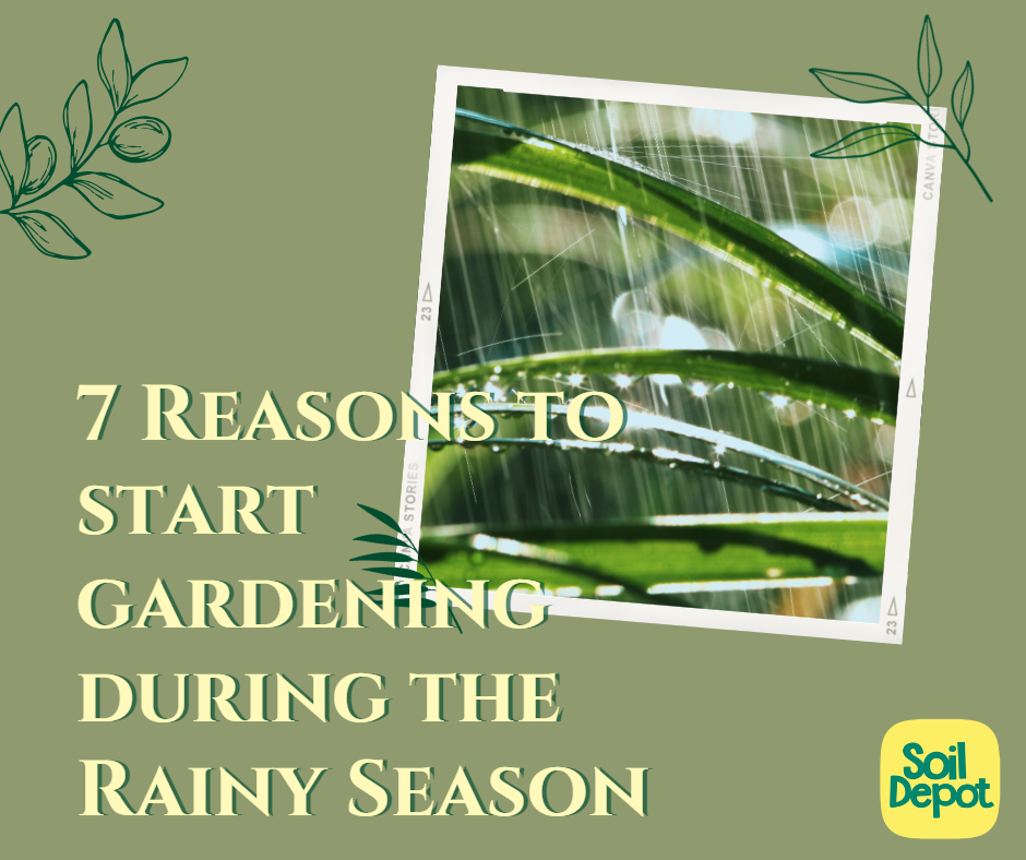 7 Reasons to start Gardening during the Rainy Season – Soil Depot