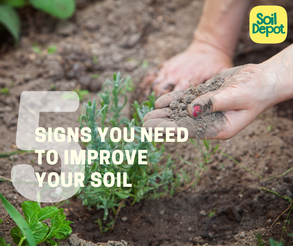 5 Signs You Need to Improve Your Soil – Soil Depot